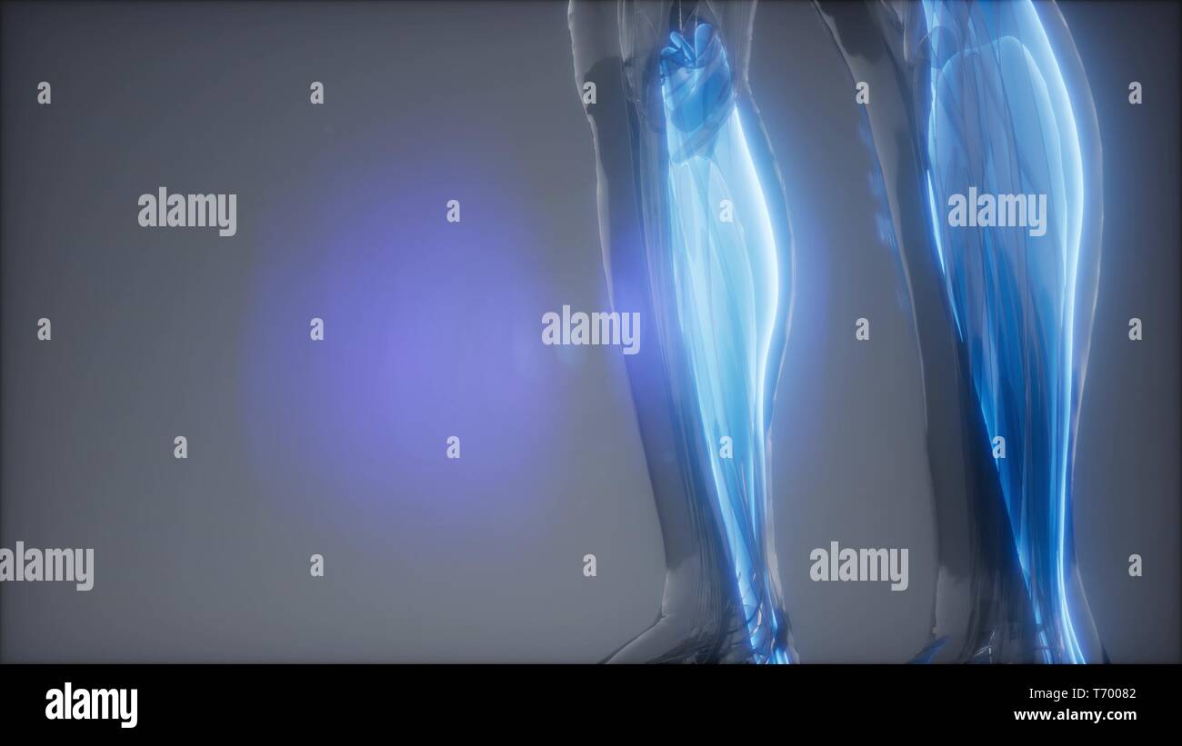 gastrocnemius- Visible muscle anatomy map Stock Photo - Alamy