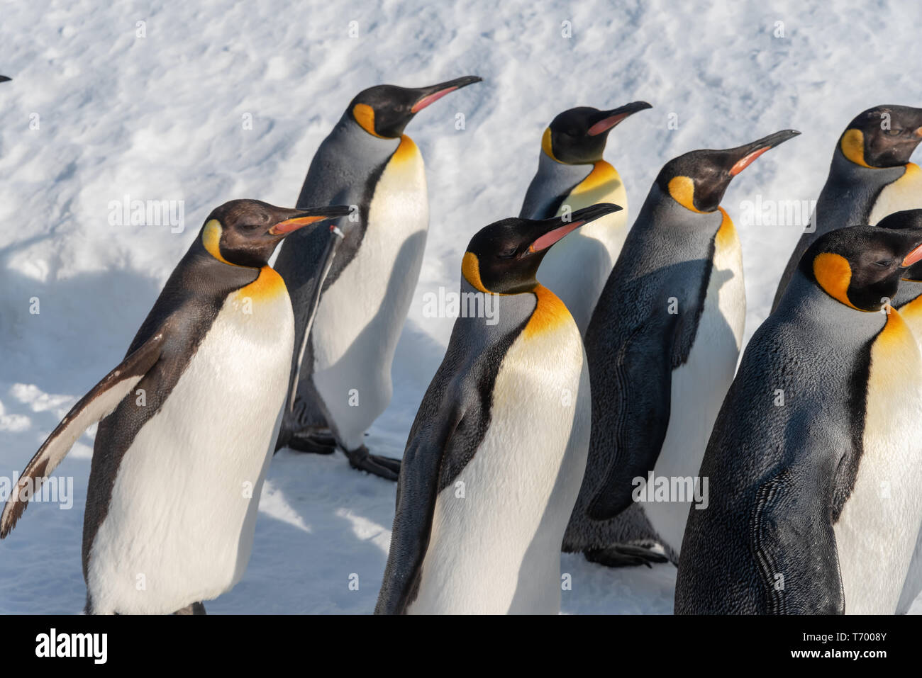 King Penguin walk for exercise, Hokkaido, Japan Stock Photo - Alamy