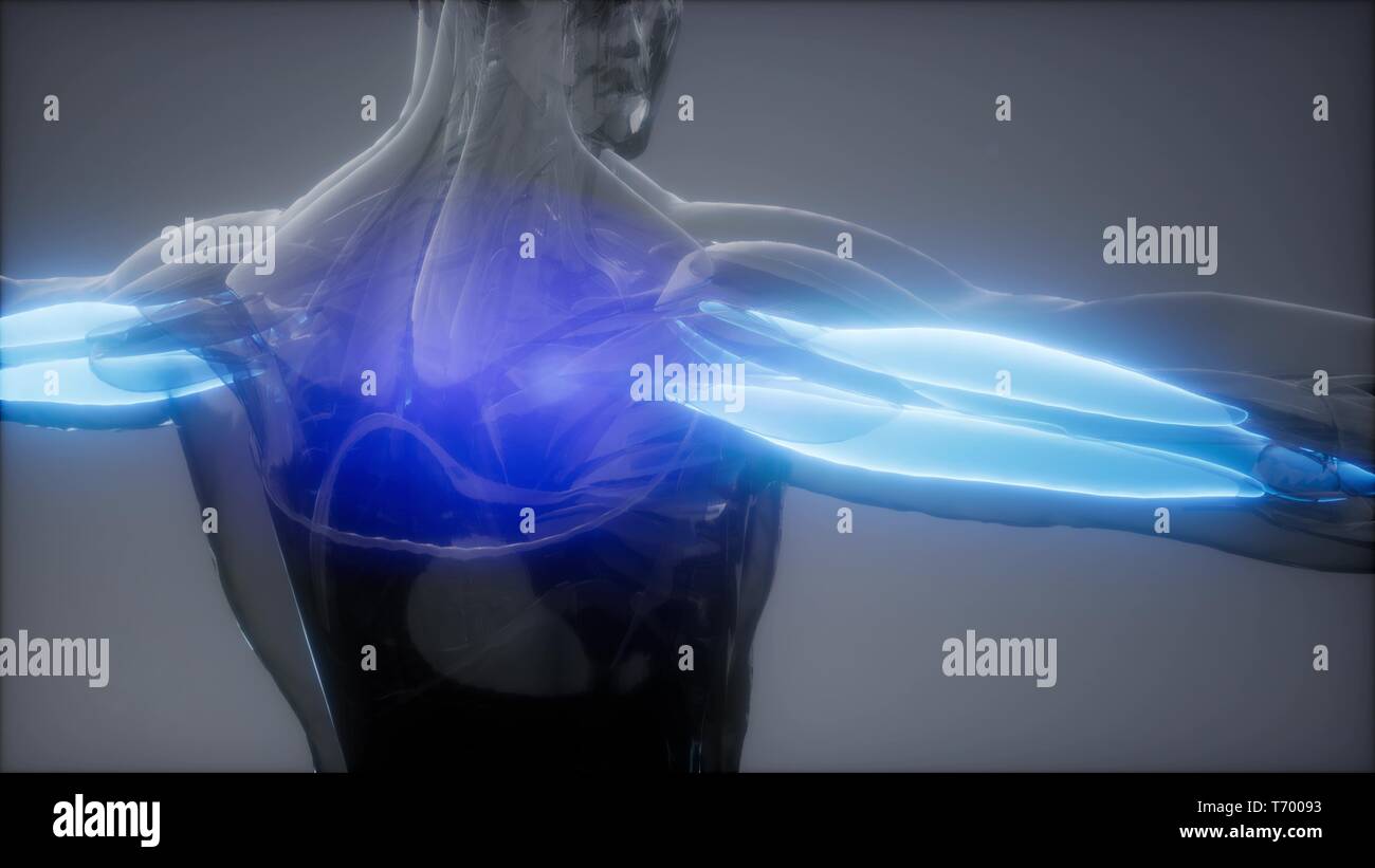 triceps - Visible muscle anatomy map Stock Photo - Alamy