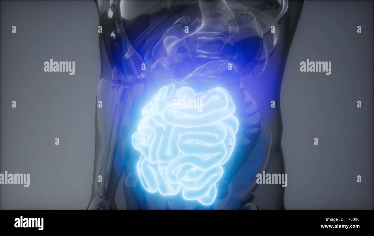 Human Small Intestine Radiology Exam Stock Photo - Alamy