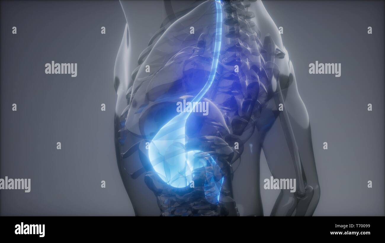 Human Stomach Radiology Exam Stock Photo - Alamy
