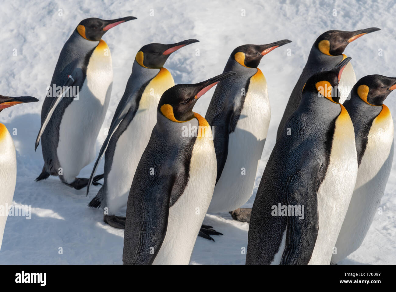 King Penguin walk for exercise, Hokkaido, Japan Stock Photo - Alamy