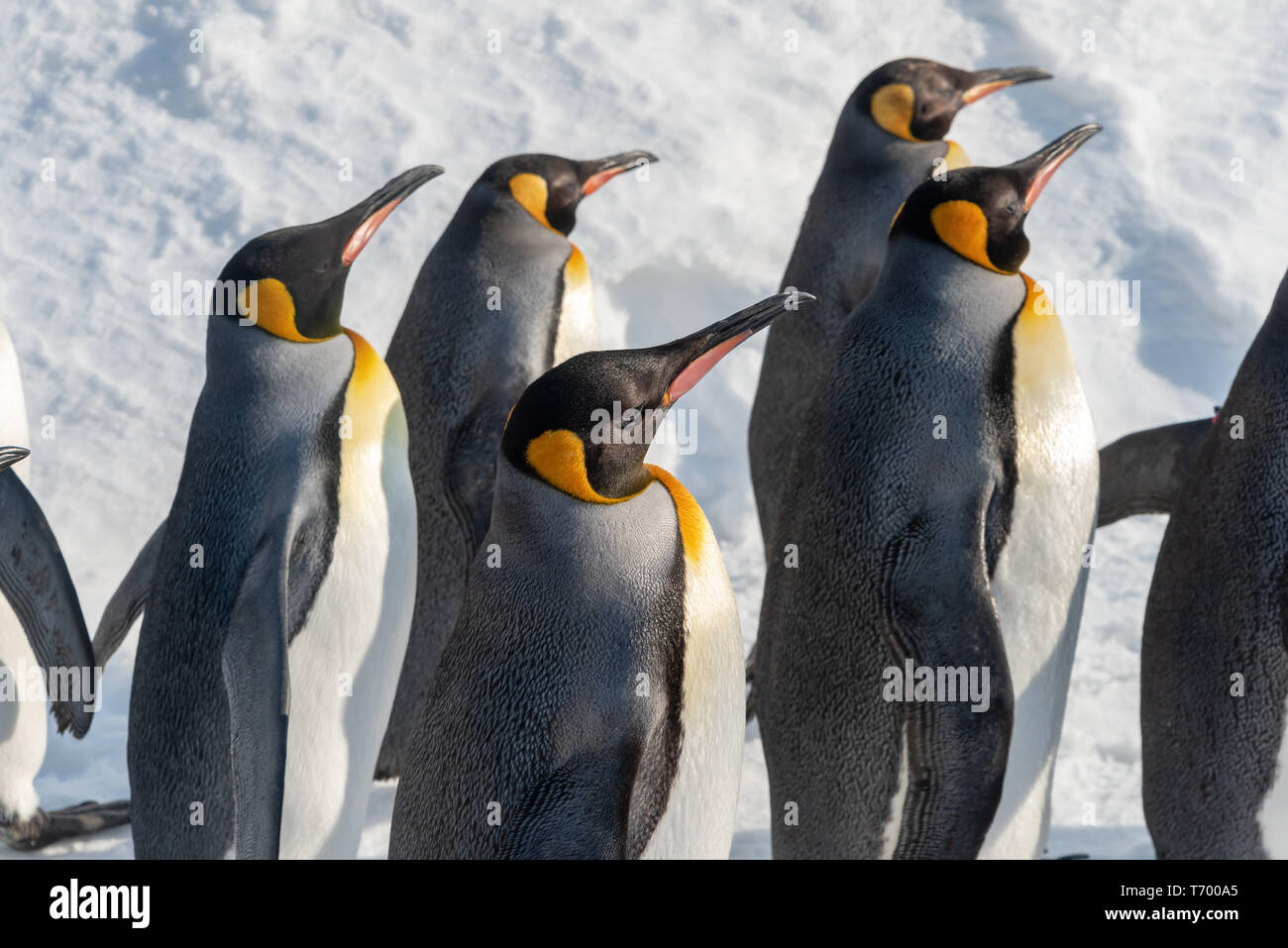 King Penguin walk for exercise, Hokkaido, Japan Stock Photo - Alamy