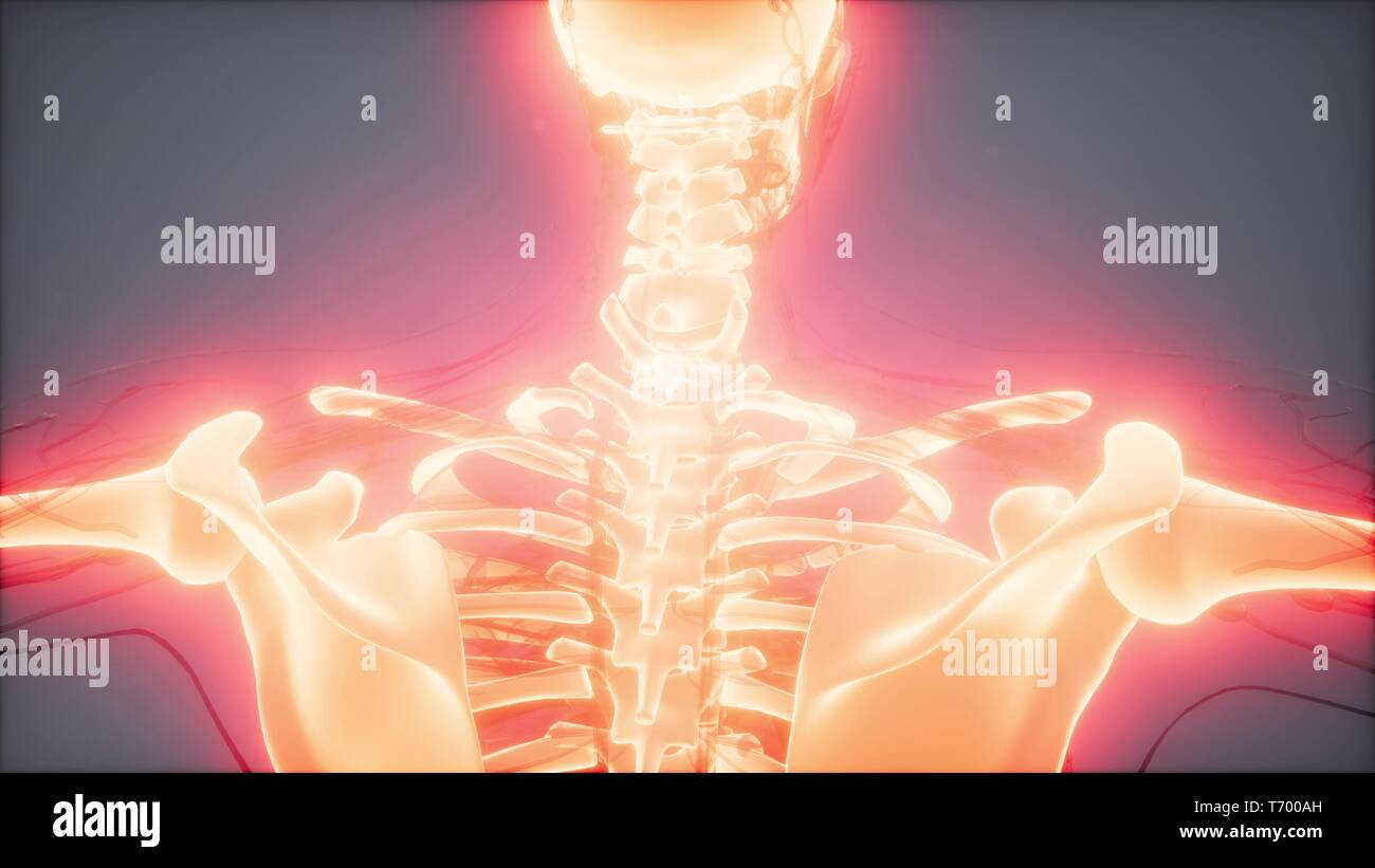 Transparent Human Body with Visible Bones Stock Photo - Alamy