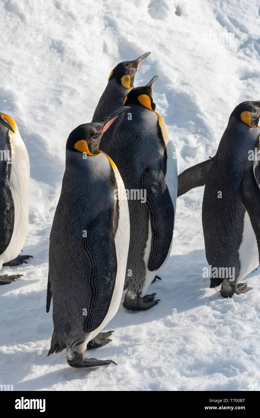 King Penguin walk for exercise, Hokkaido, Japan Stock Photo - Alamy