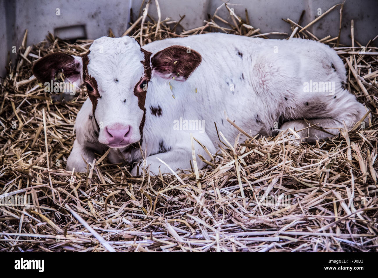 Stable litter hi-res stock photography and images - Alamy