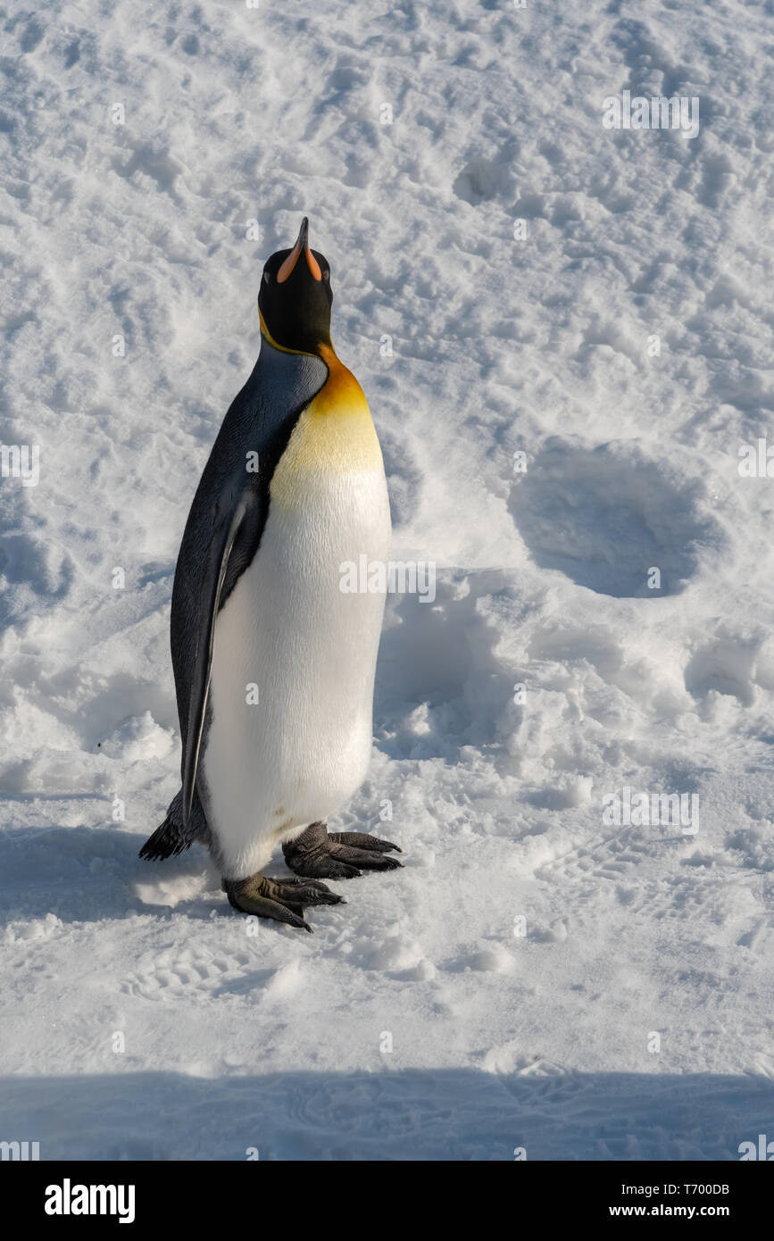 King Penguin walk for exercise, Hokkaido, Japan Stock Photo - Alamy