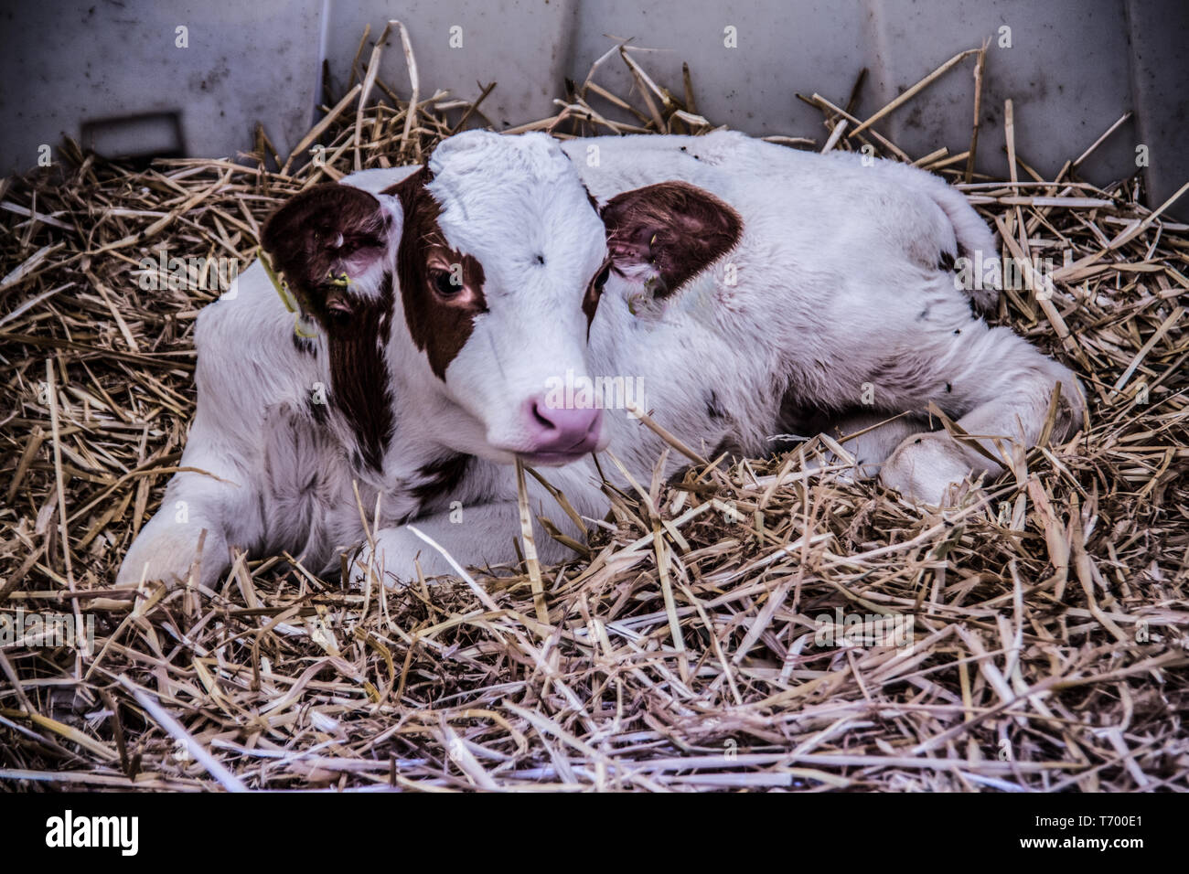 Cattle stables hi-res stock photography and images - Alamy