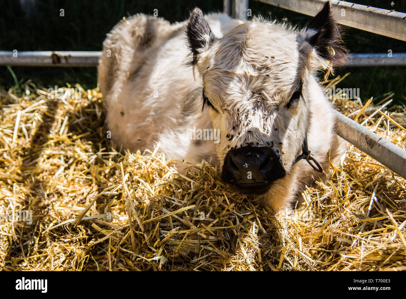Cows in the stables Stock Photo - Alamy
