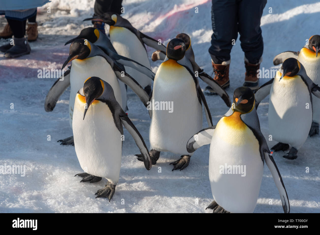King Penguin walk for exercise, Hokkaido, Japan Stock Photo - Alamy