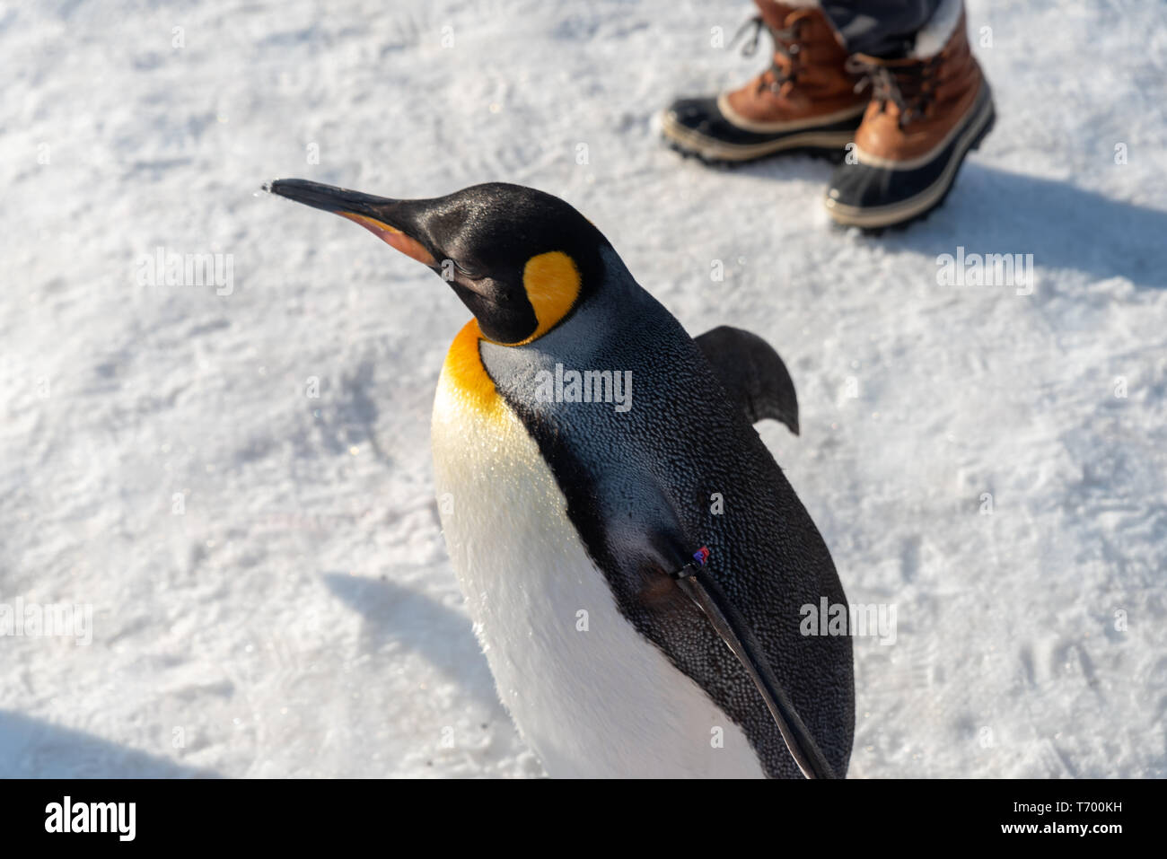 King Penguin walk for exercise, Hokkaido, Japan Stock Photo - Alamy