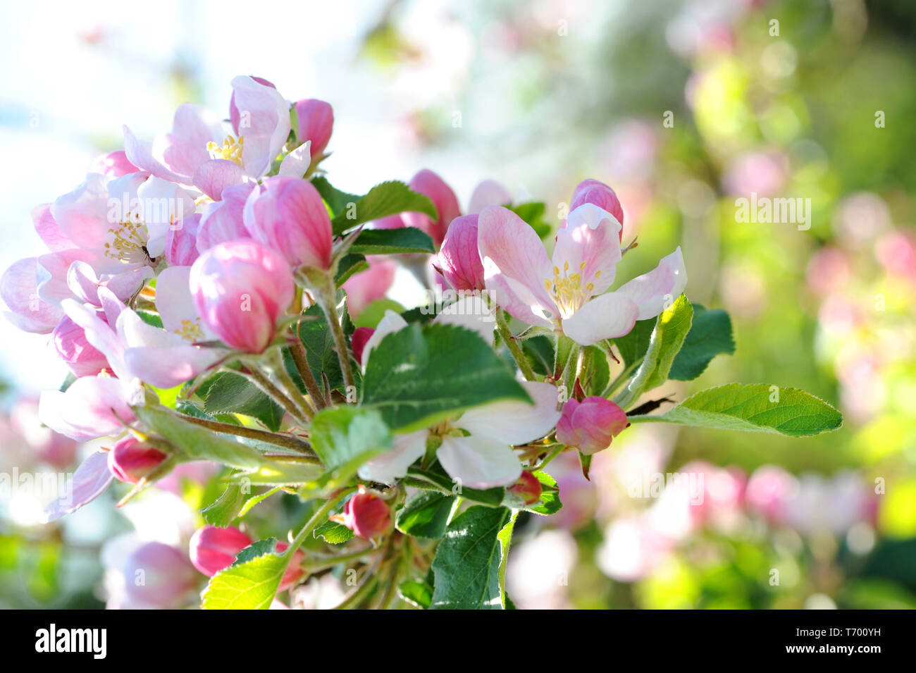 187 hi-res stock photography and images - Alamy