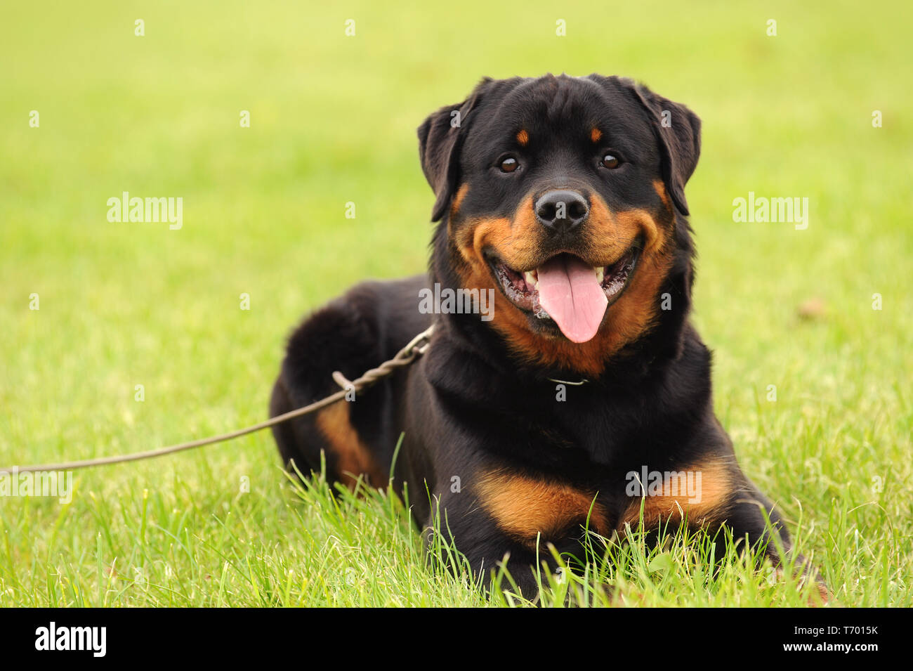 Rottweiler 1 an hi-res stock photography and images - Alamy