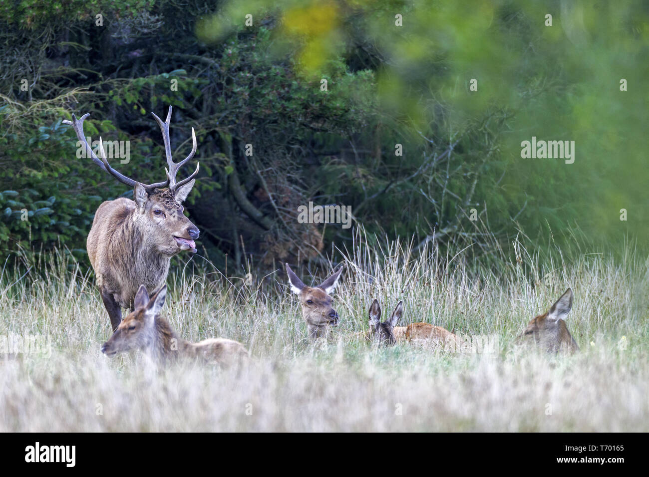 Red stag with herd in the rut Stock Photo - Alamy