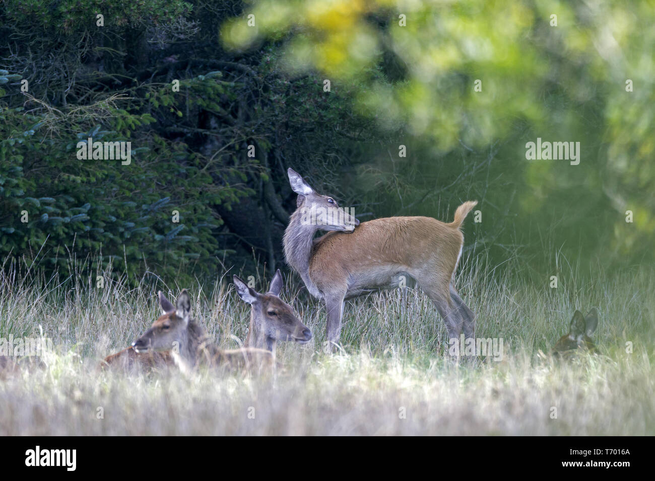 Red Deer hinds and calves Stock Photo - Alamy