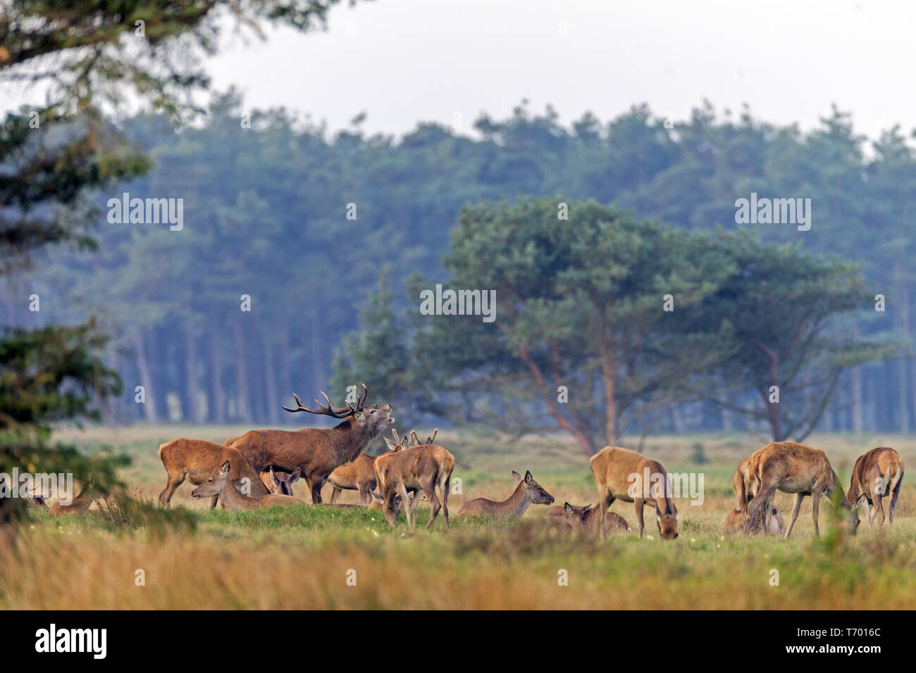 Red stag roaring with females and calves Stock Photo - Alamy