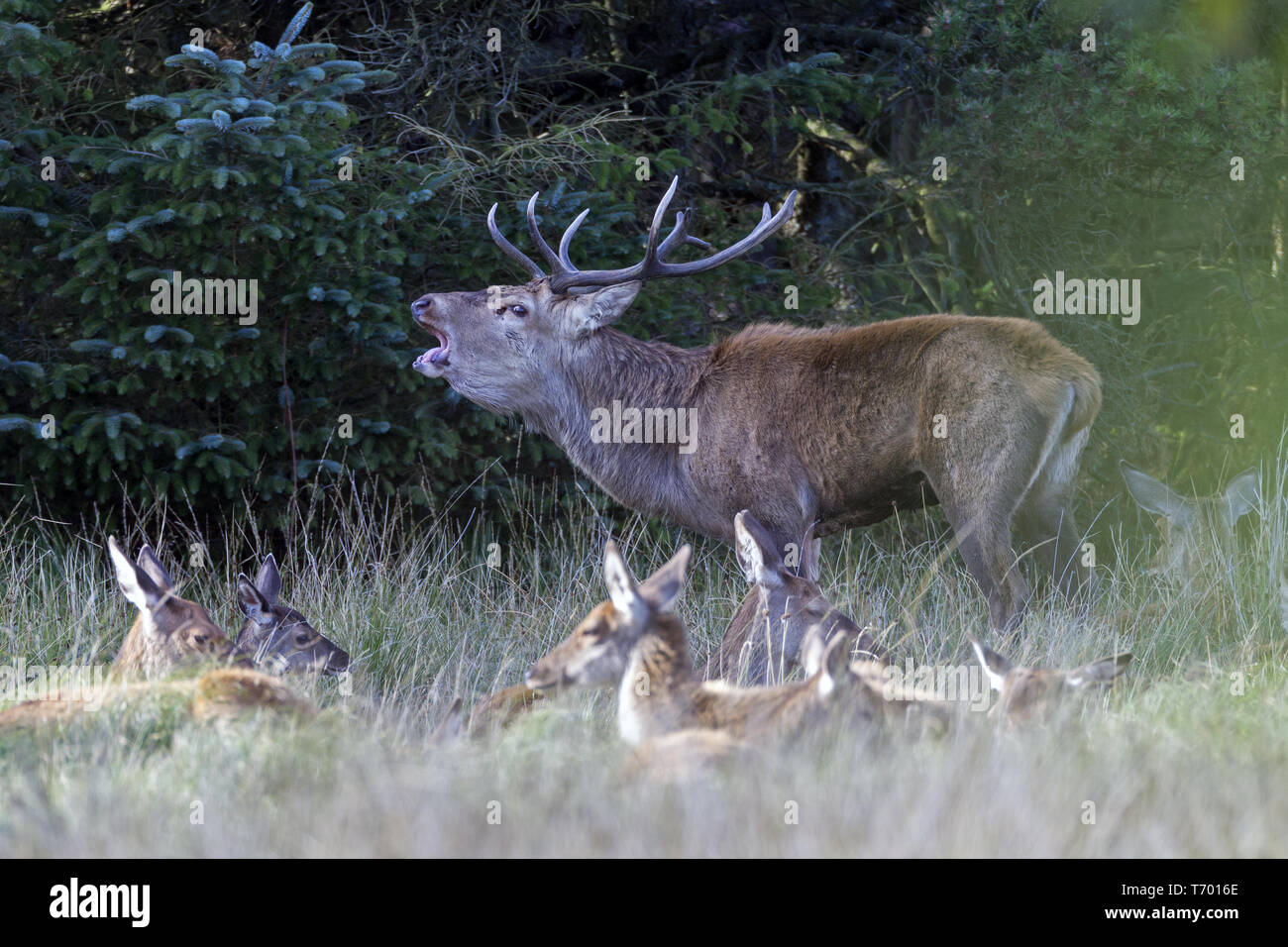 Roaring stag with hi-res stock photography and images - Alamy