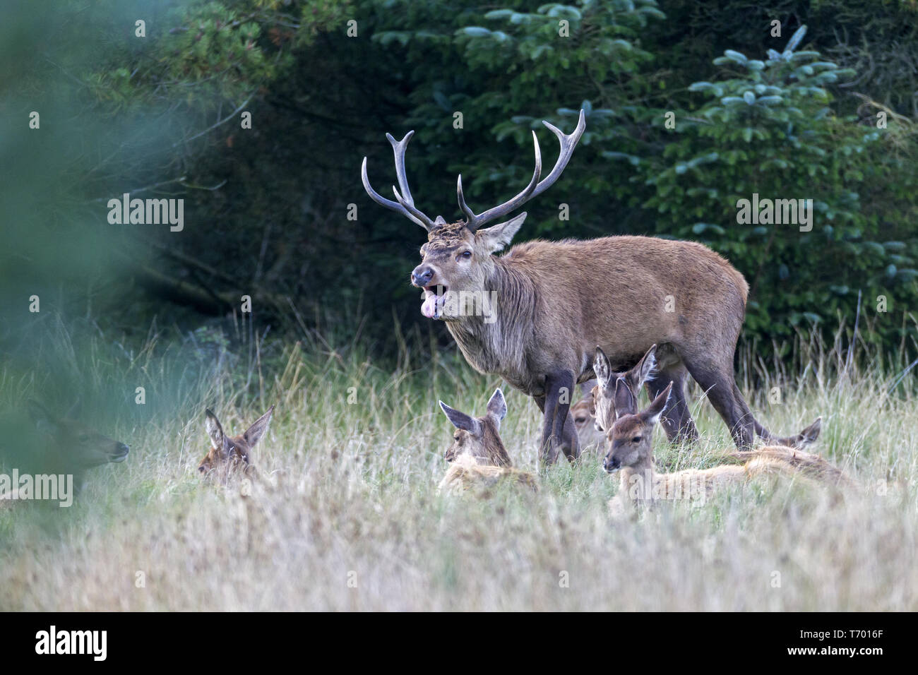 Red stag roaring with hinds and calves Stock Photo - Alamy