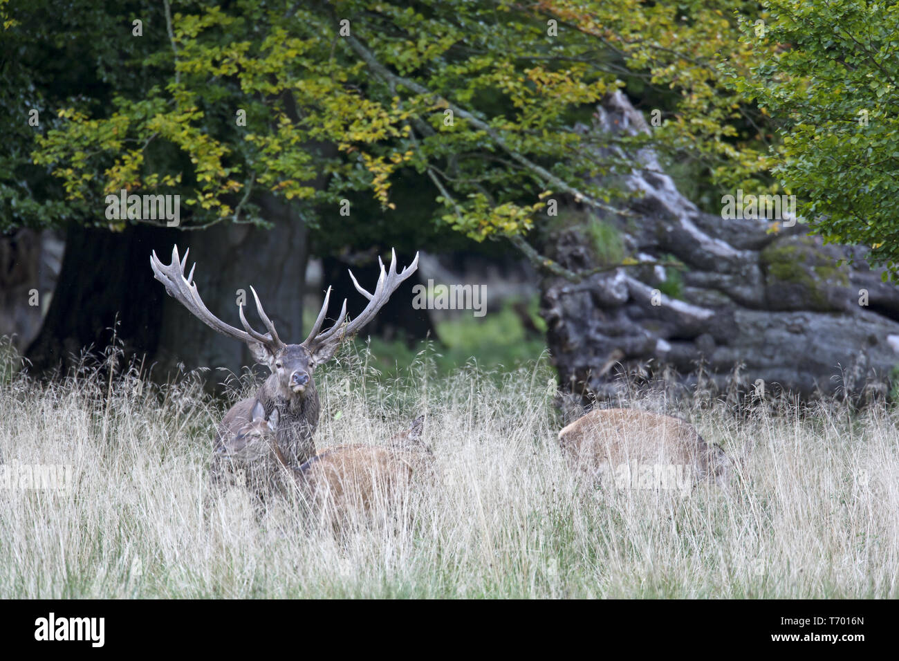 Red hinds hi-res stock photography and images - Alamy