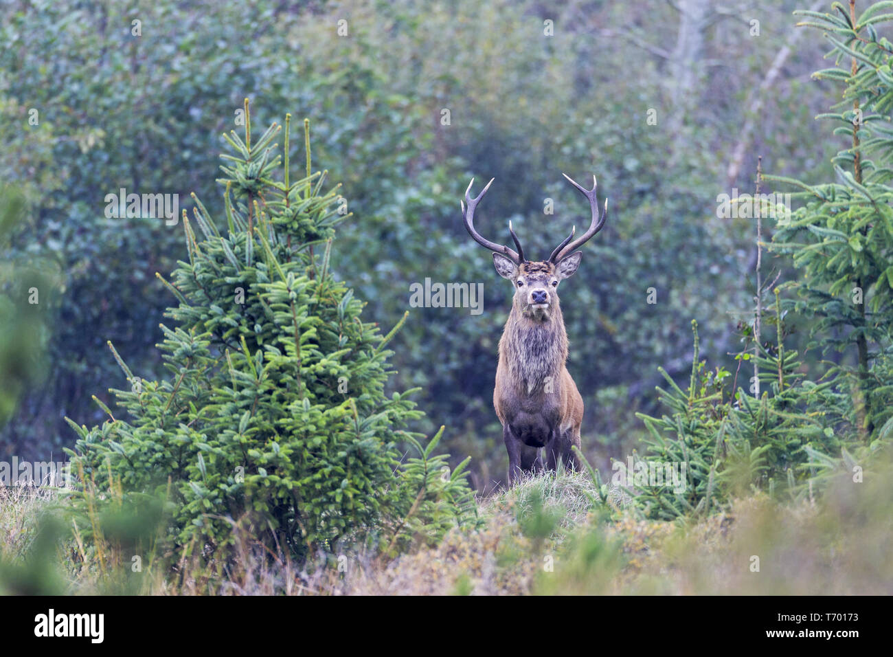 Wild red deer stag buck hi-res stock photography and images - Alamy