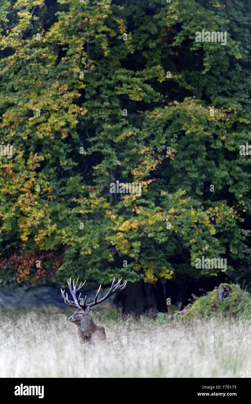 Red stag in the rut Stock Photo - Alamy