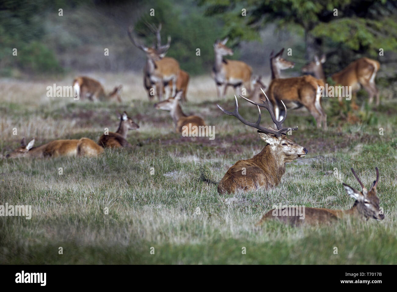 Young red deer stags in hi-res stock photography and images - Alamy