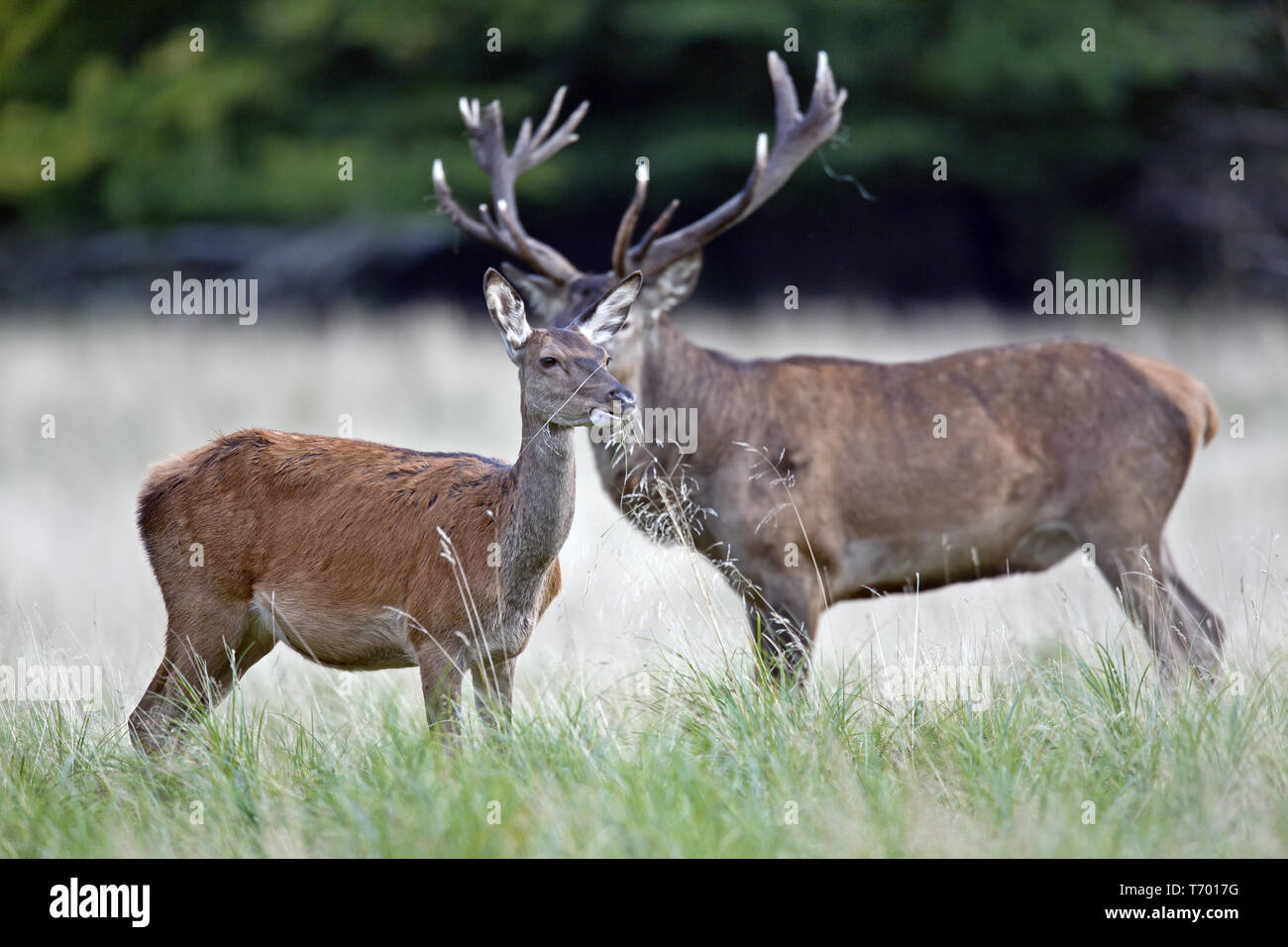 Red ze hi-res stock photography and images - Alamy