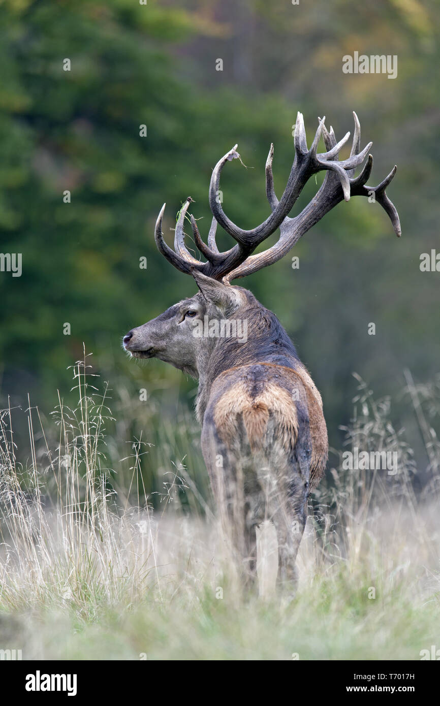 Red stag in the rut Stock Photo - Alamy