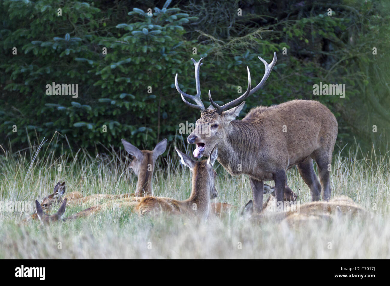Rut red deer stag belling hi-res stock photography and images - Alamy