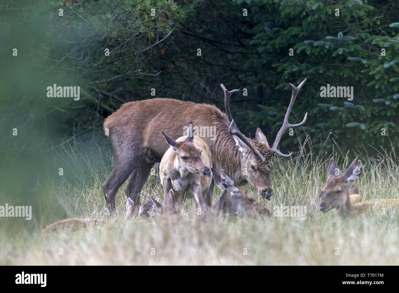 Red hinds hi-res stock photography and images - Alamy