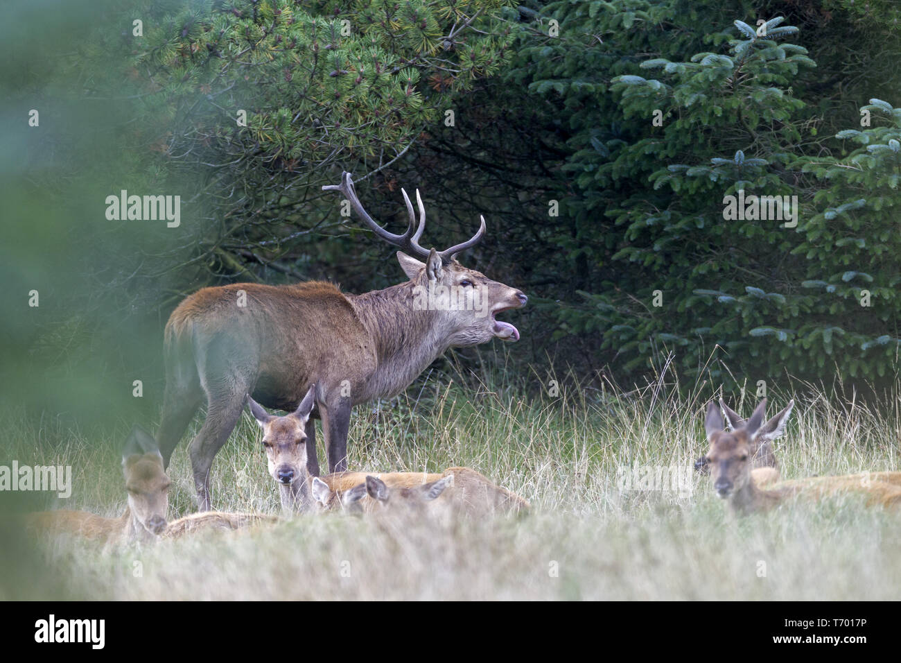 Red stag roaring with females and calves Stock Photo - Alamy