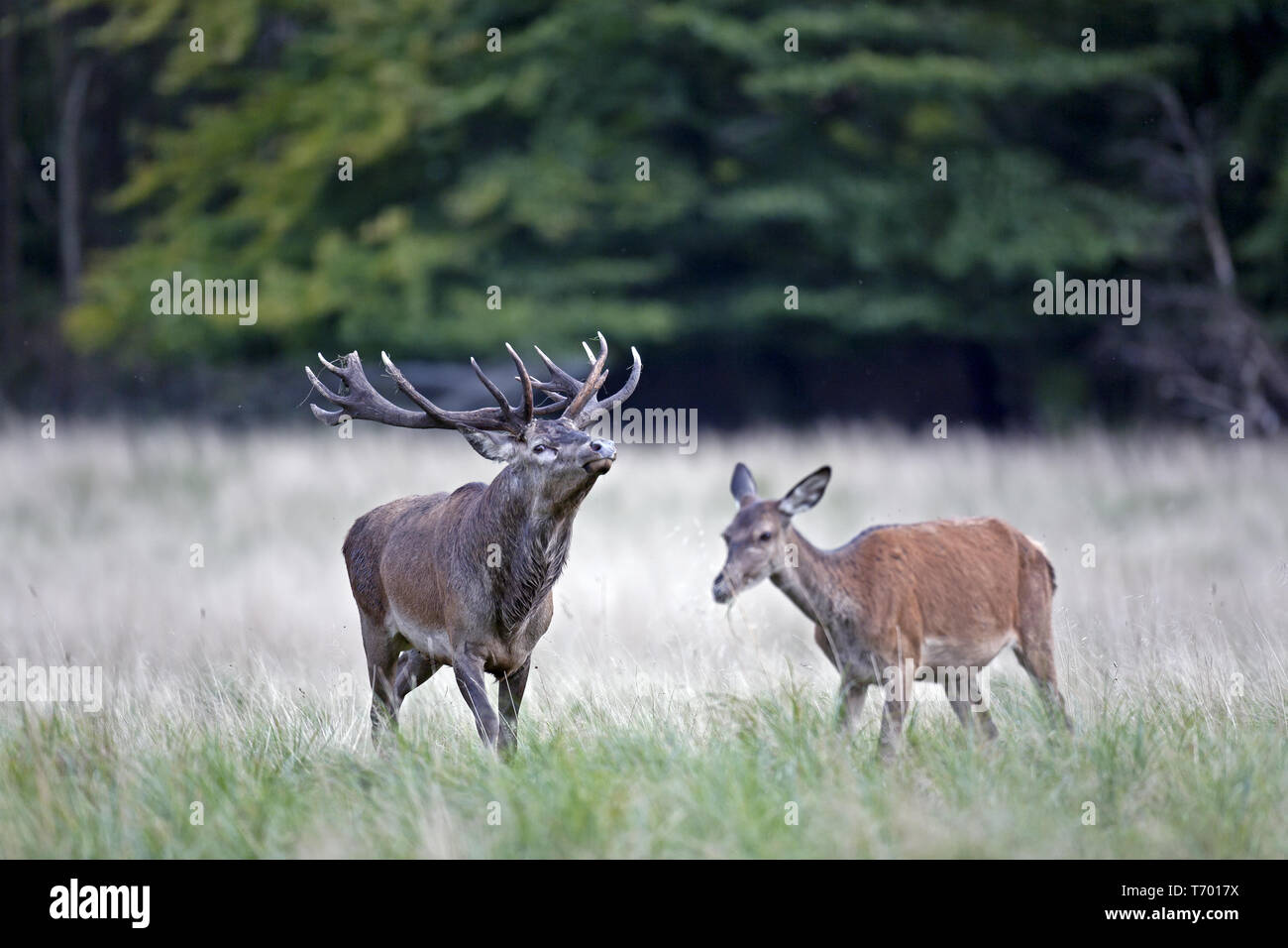Female follow deer hi-res stock photography and images - Alamy