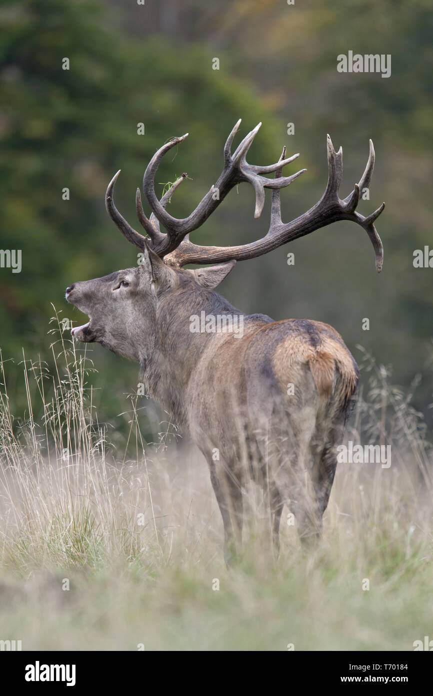 Call at copenhagen hi-res stock photography and images - Alamy
