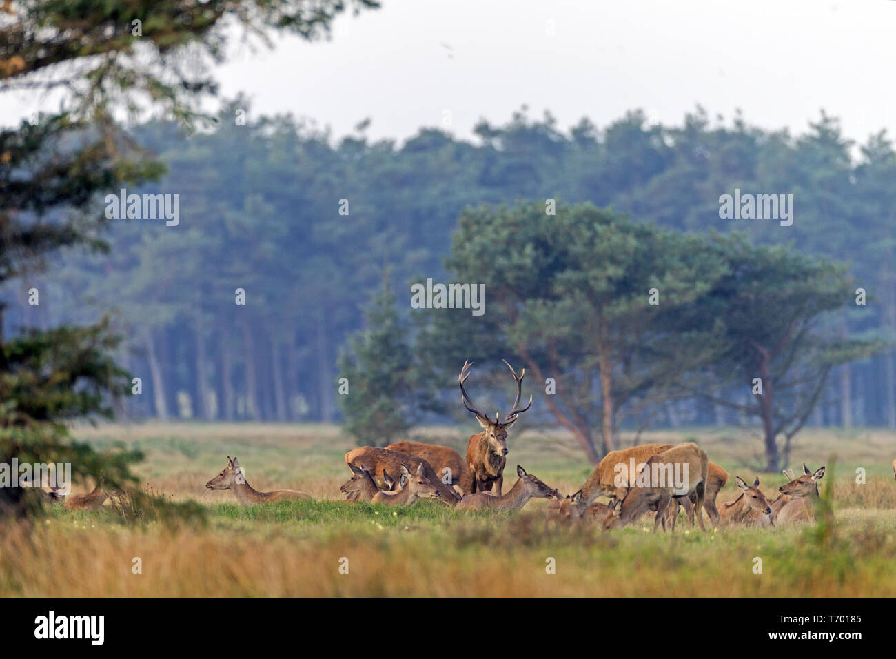 Red stag with herd in the rut Stock Photo - Alamy