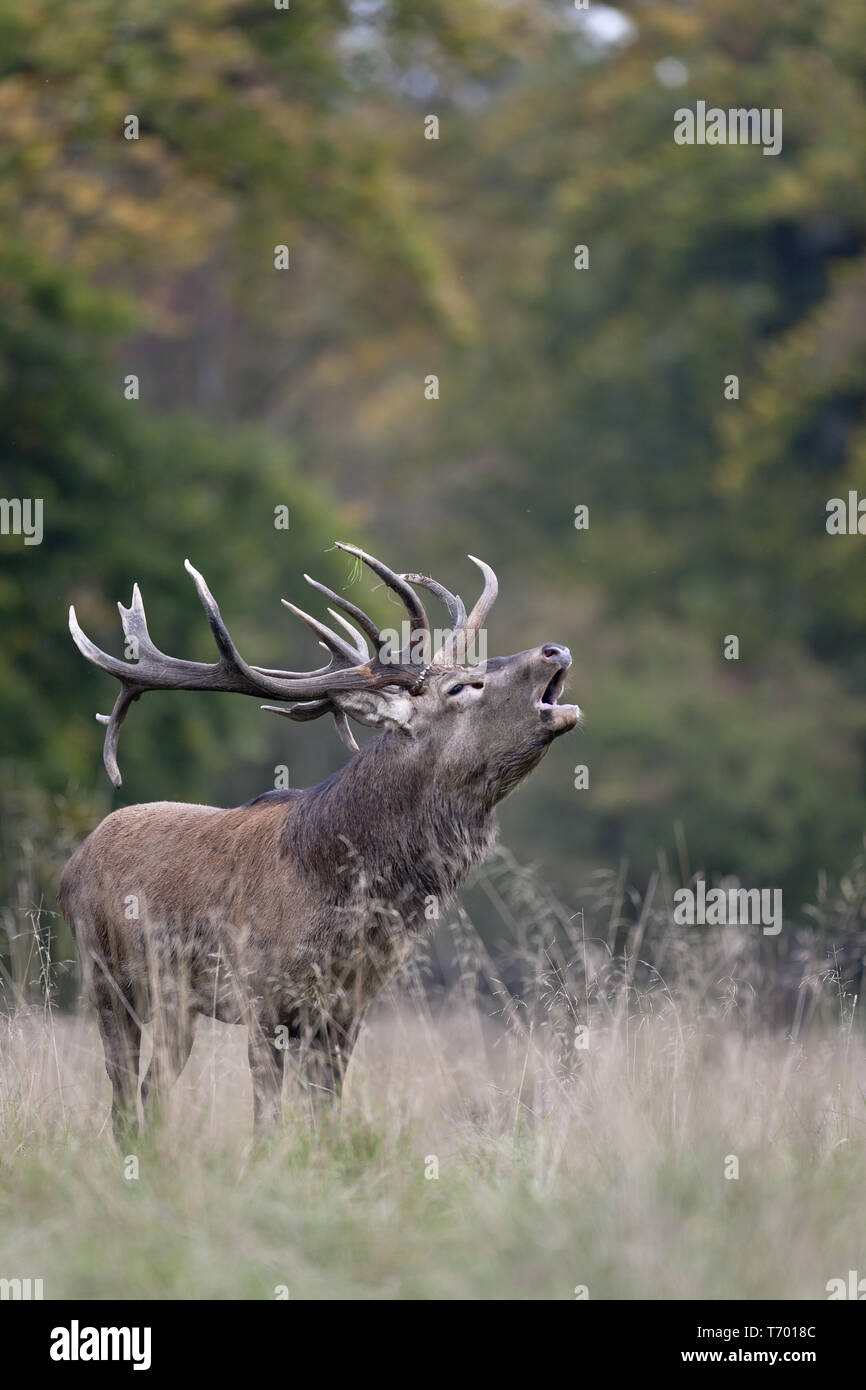 Deer roaring hi-res stock photography and images - Alamy