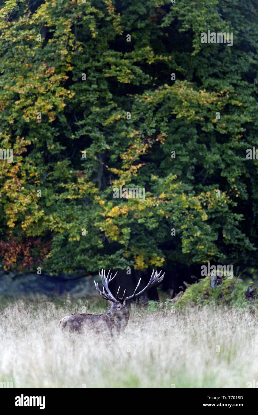 Red stag in the rut Stock Photo - Alamy