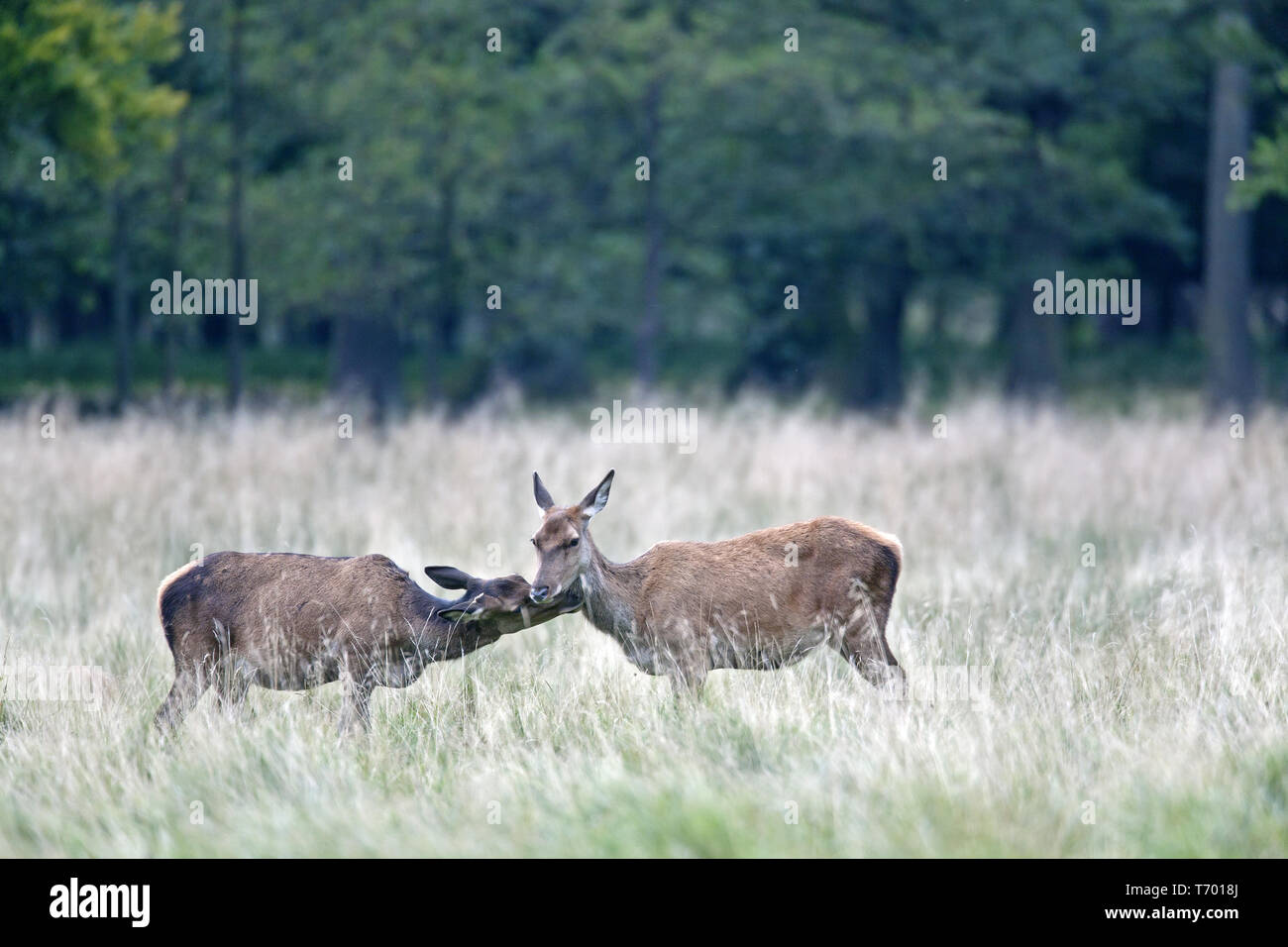 Grooming pair hi-res stock photography and images - Alamy