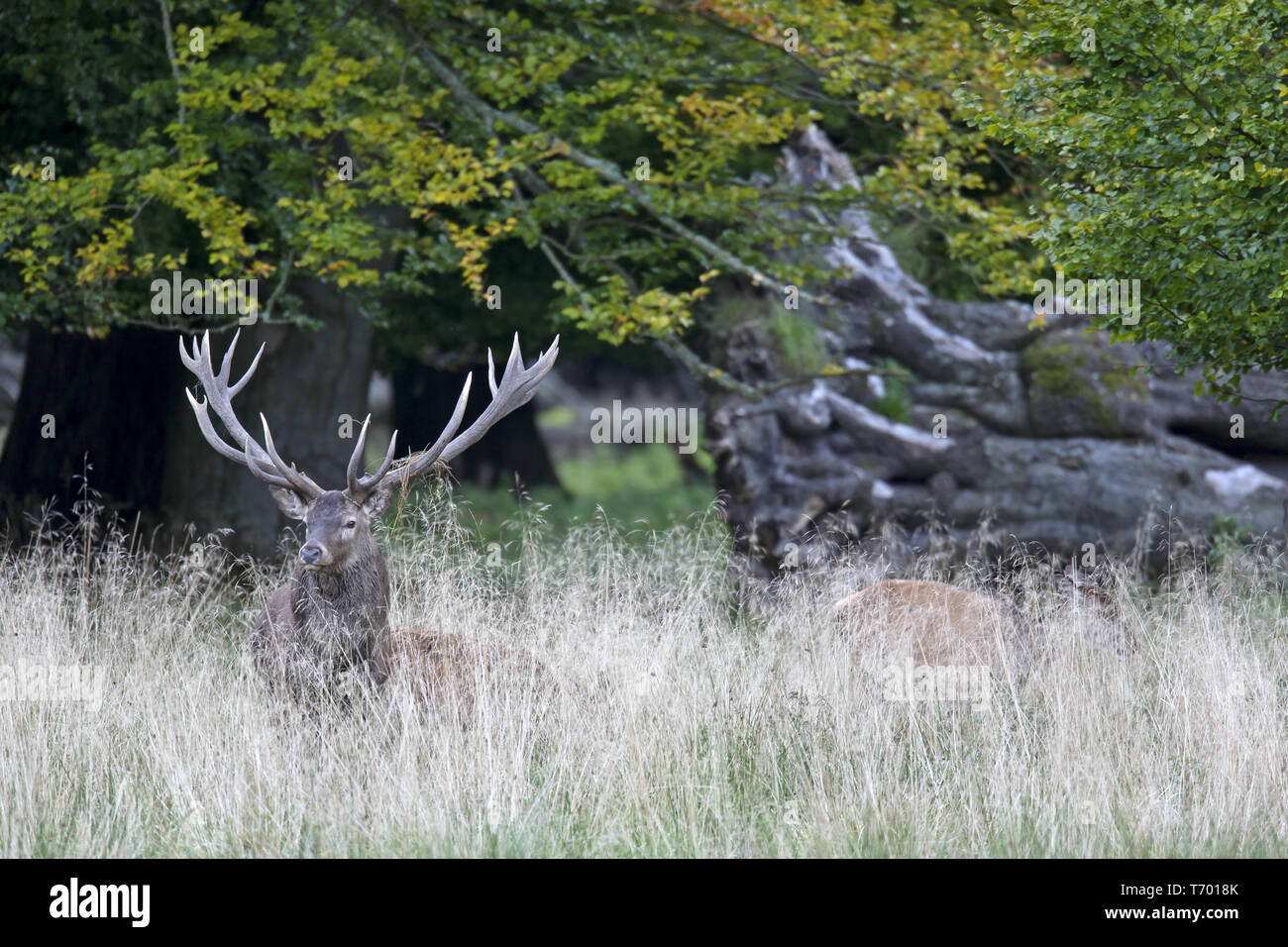 Red stag in the rut Stock Photo - Alamy