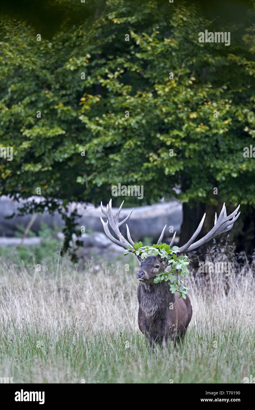 Red stag with beech branch in the antlers Stock Photo - Alamy