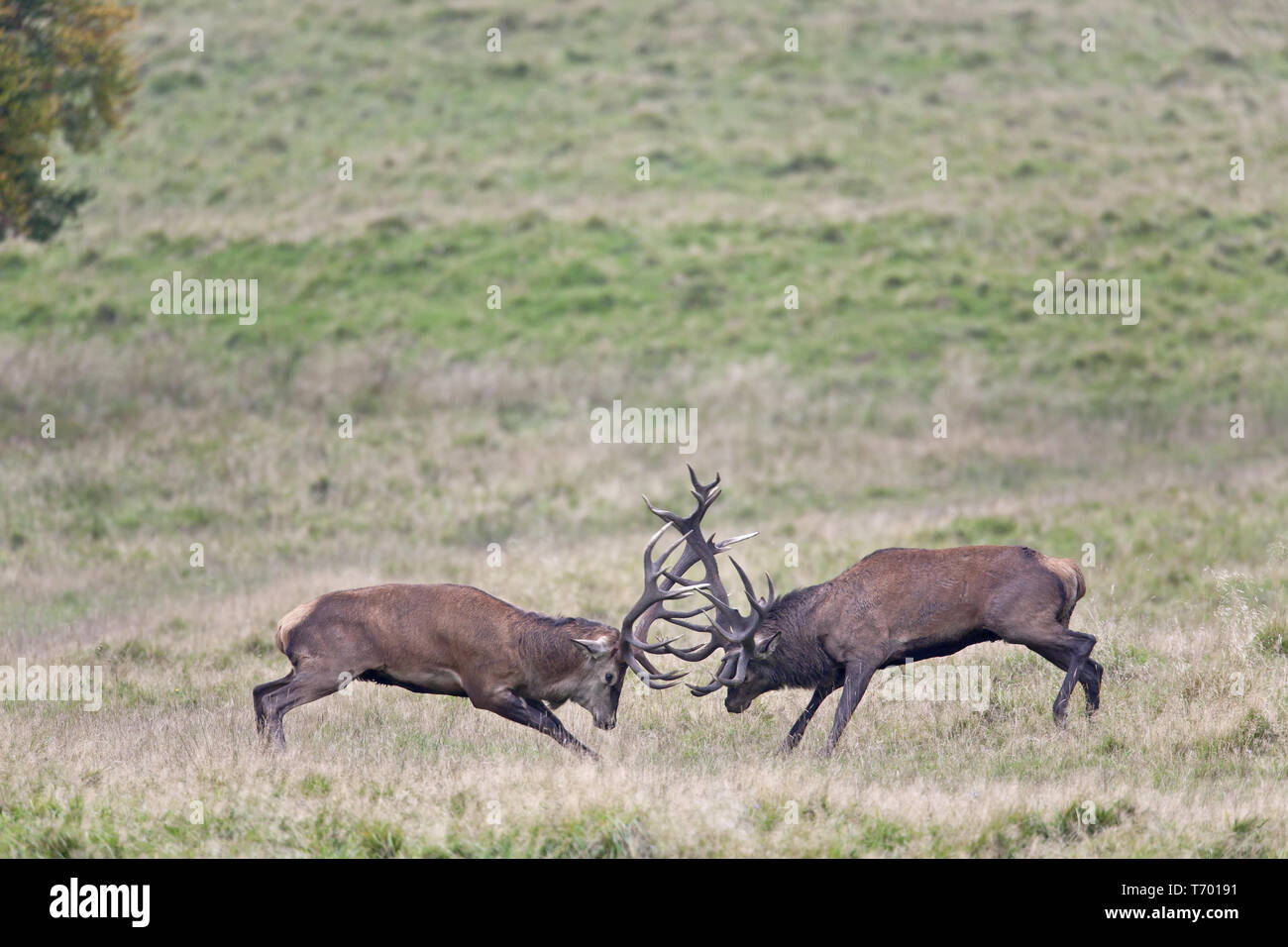 Bekaempft hi-res stock photography and images - Alamy