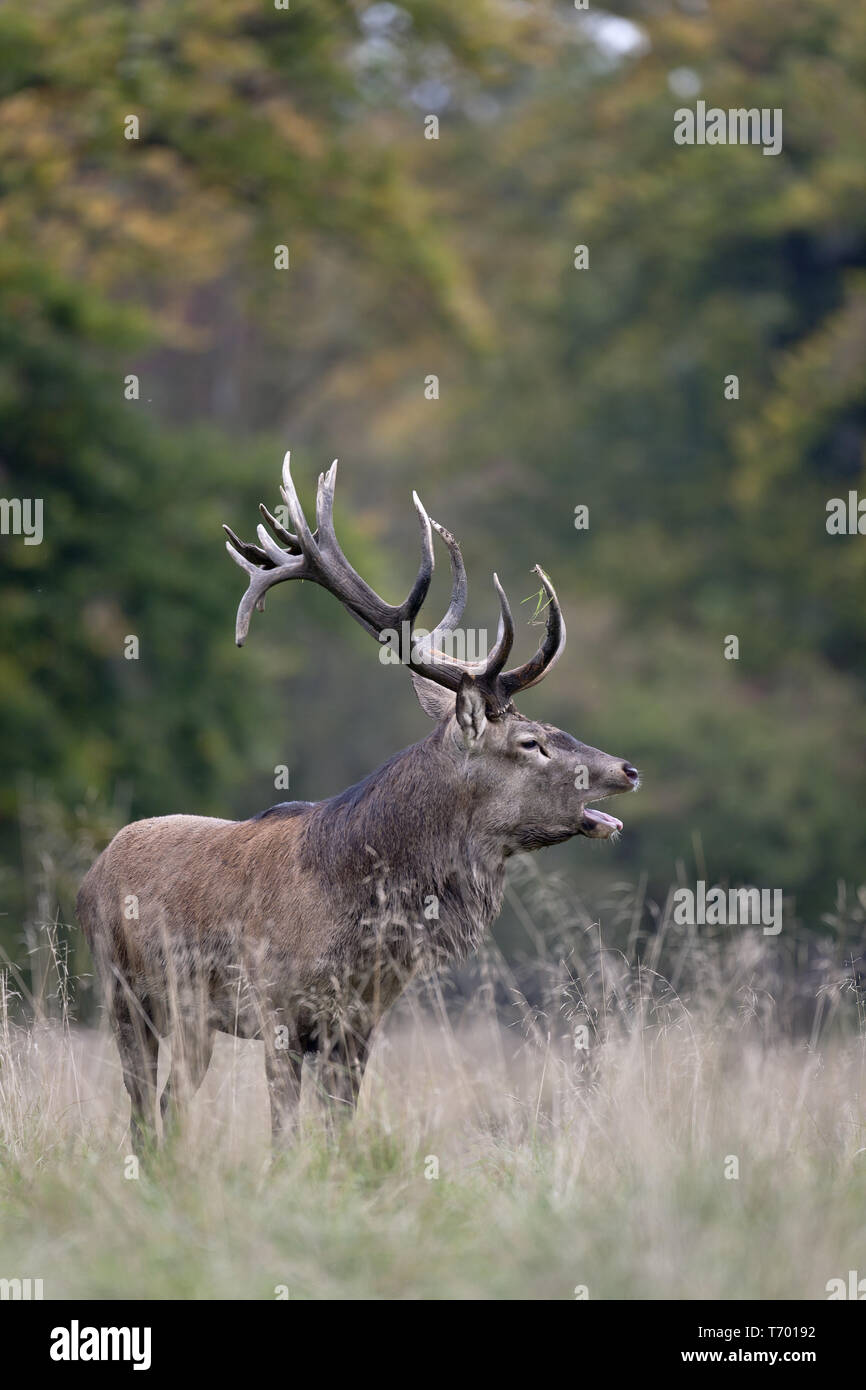 Red Deer roaring, Red stag, Cervus elaphus Stock Photo - Alamy