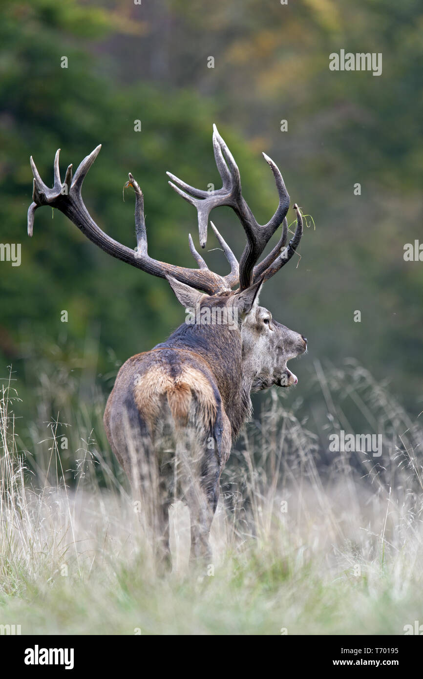 Red stag roaring Stock Photo - Alamy