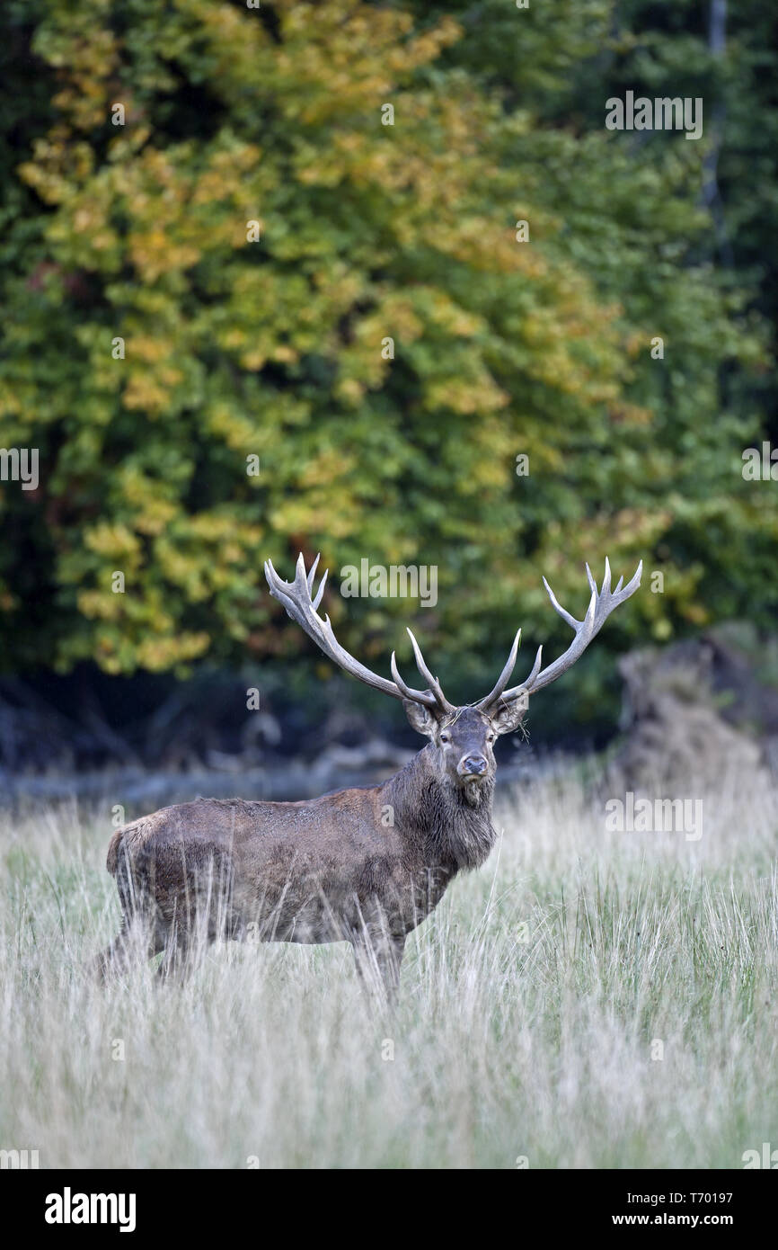 Red stag in the rut Stock Photo - Alamy