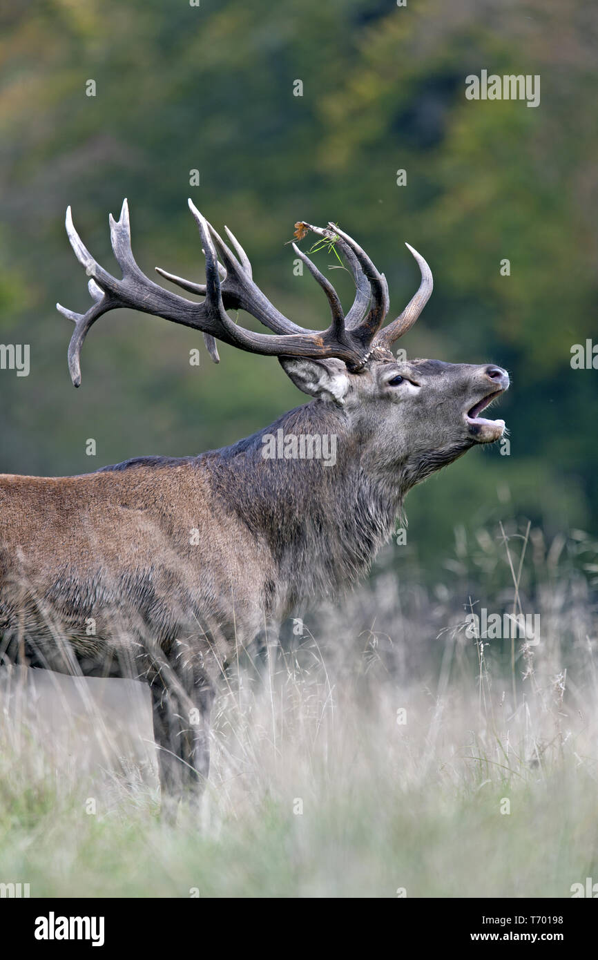 Red stag roaring Stock Photo - Alamy