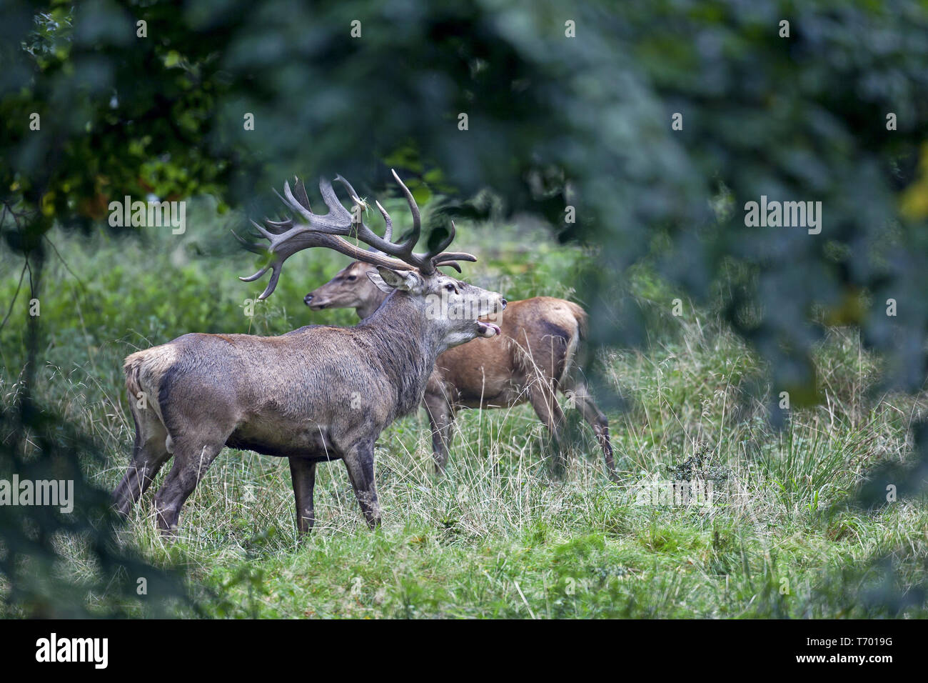 Red stag roaring with female Stock Photo - Alamy