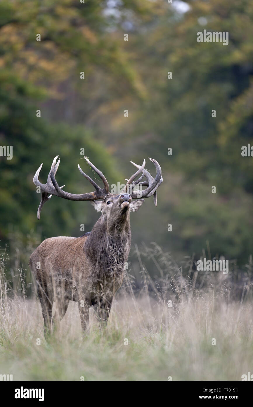 Red stag roaring Stock Photo - Alamy