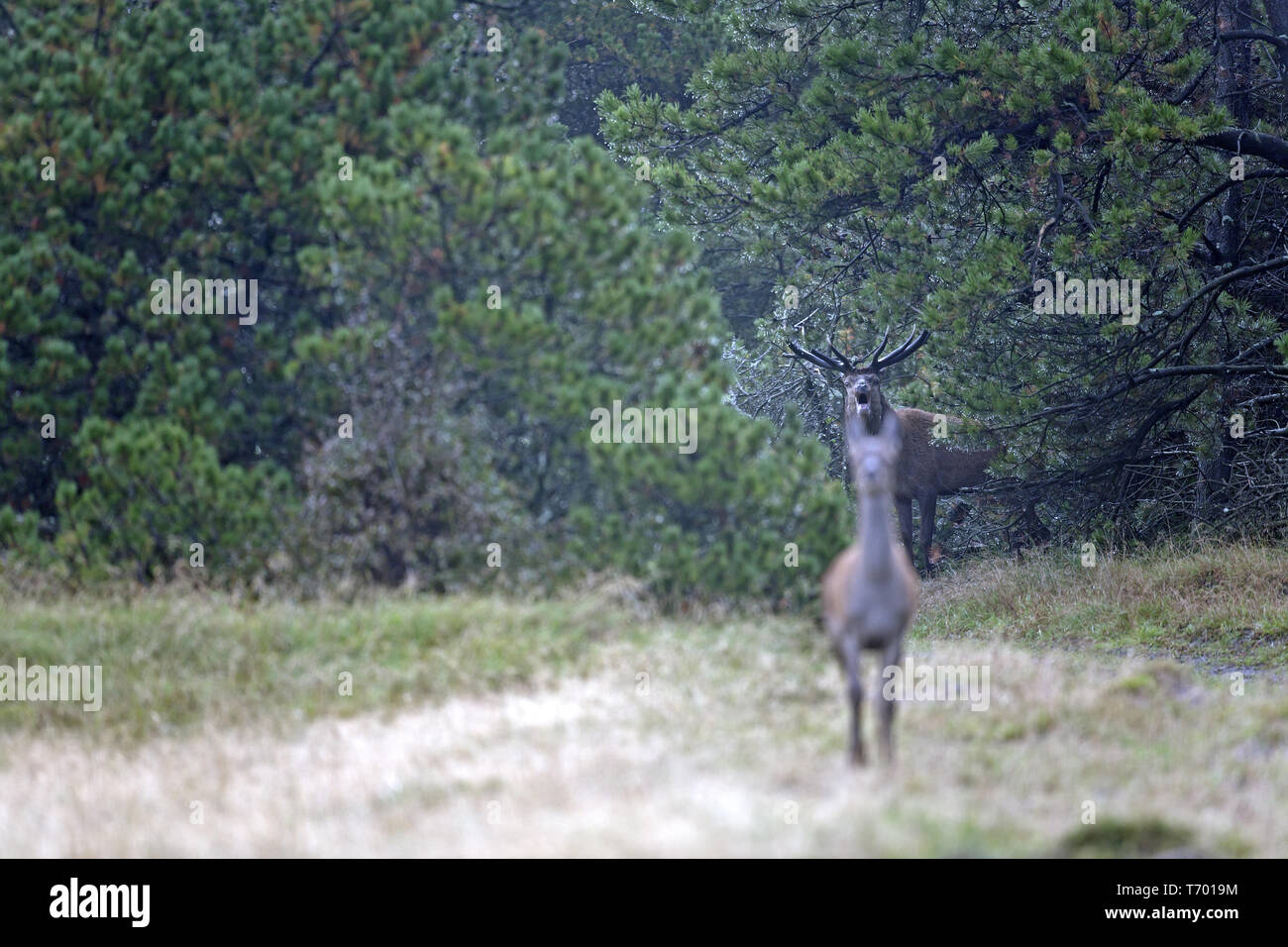 Roaring Red stag and calf Stock Photo - Alamy