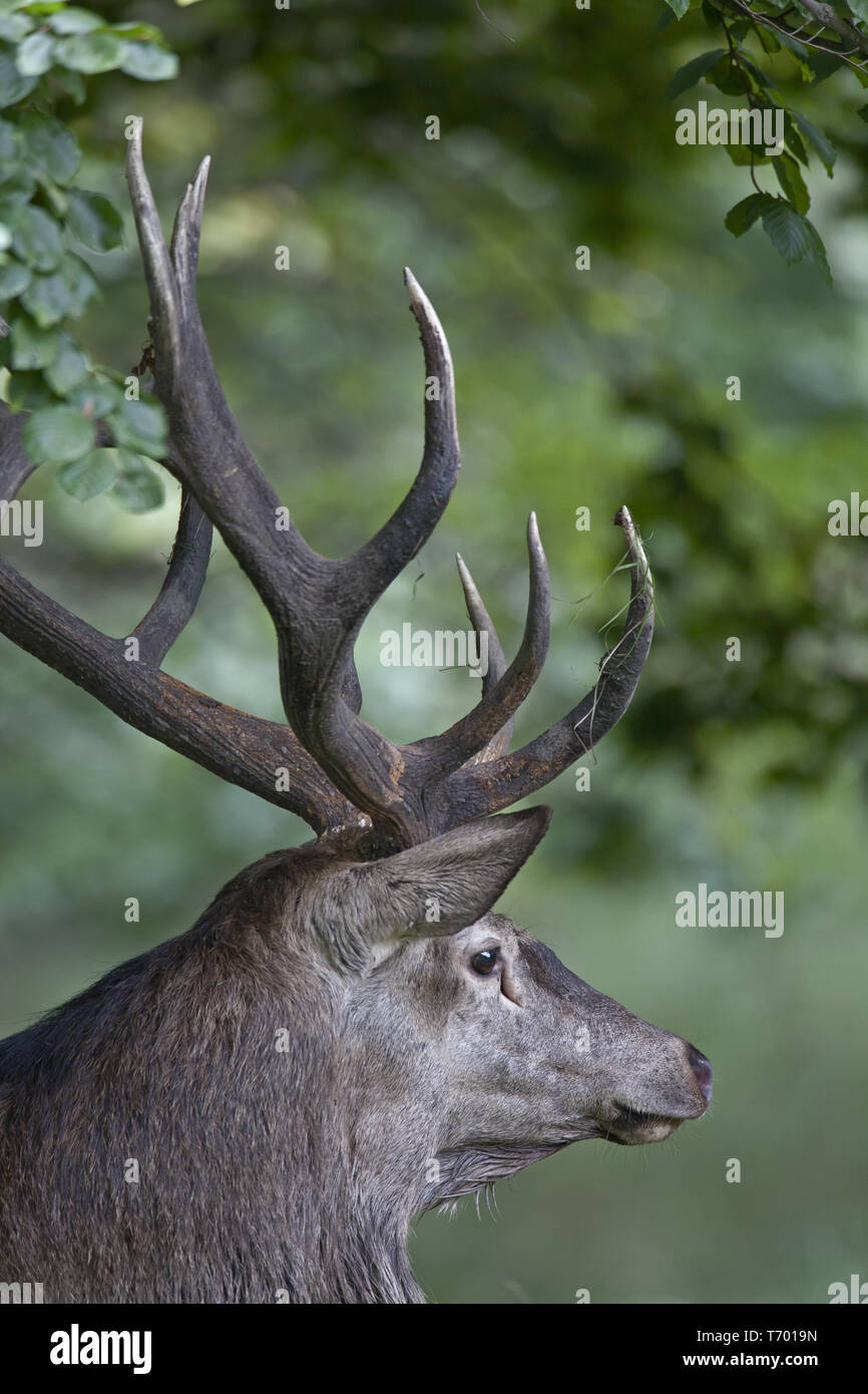 Red stag portrait Stock Photo - Alamy