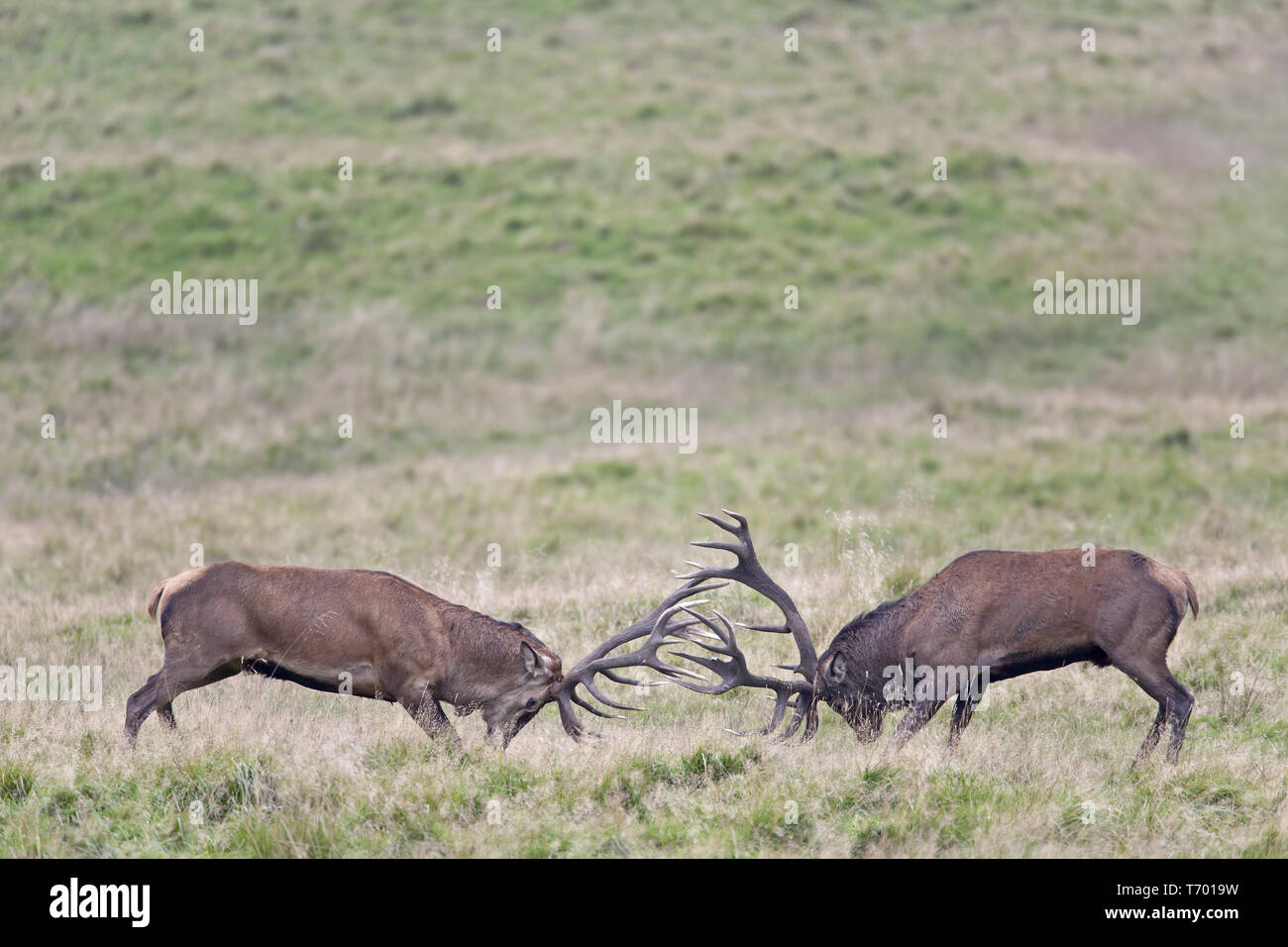 Male animal struggle for mating hi-res stock photography and images - Alamy