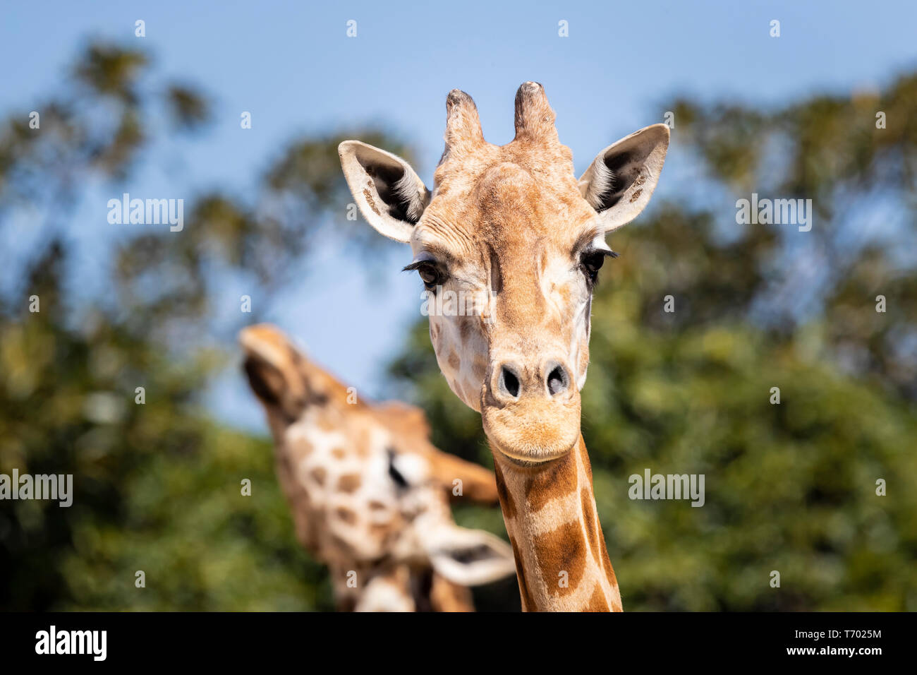 A close up head shot of a Giraffe looking directly at the camera with ...